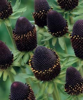 Amazon.com : 20+ Rudbeckia Green Wizard Flower Seeds / Perennial ...