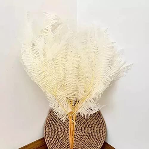 Amazon.com: Dried Mountain Fern Bleached - 10 Stems : Home & Kitchen