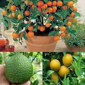Green View® Darjeeling Komla Orange Lemon Grafted Live Fruit Plant ...