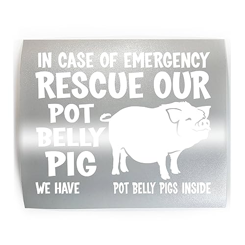 Black Pot Belly Pig