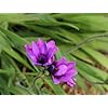 10 x Babiana Stricta Mixed Bulbs Baboon Flower Fragrant Summer ...