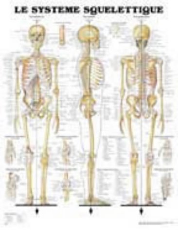 Amazon | The Skeletal System Chart in French / Le Systeme Squelettique ...