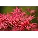 Amazon.com : SHINDESHOJO Japanese Maple - ACER PALMATUM 'SHINDESHOJO ...