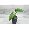 Amazon.com : Rare Mini Monstera, Philodendron Rhaphidophera Tetrasperma ...