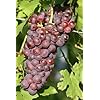 Amazon.com : Reliance Seedless Grape Vine - 1 Bare Root Live Plant ...