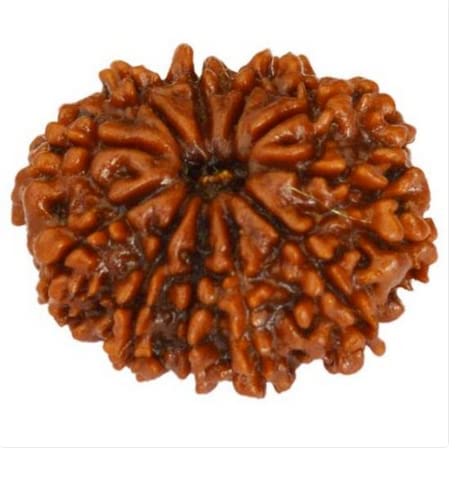 USPTO 11 Face Rudraksha Original Certified Gyarah Mukhi Rudrachh Nepali ...