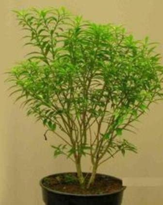 Zomoloco_Night Bloom Jasmine Plant-Gardens Tagar Mini Live Plant 1 ...