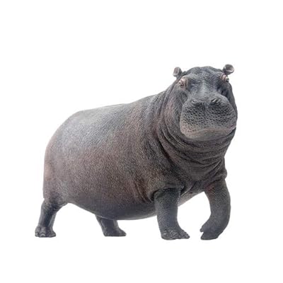 Realistic PNSO Hippopotamus Model Figure - Large Nepal | Ubuy