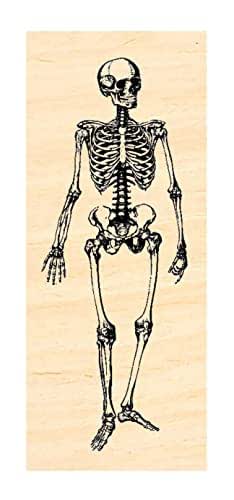Amazon.com: P10 Human Skeleton rubber stamp- Halloween : Arts, Crafts ...