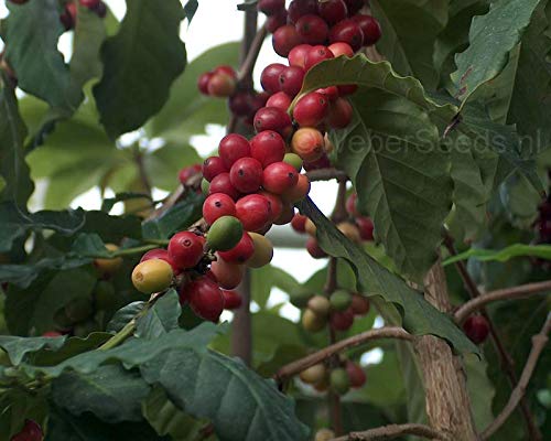 ROYAL LAND Rare Exotic Spice Plant- Coffee Plant Huge Production ...