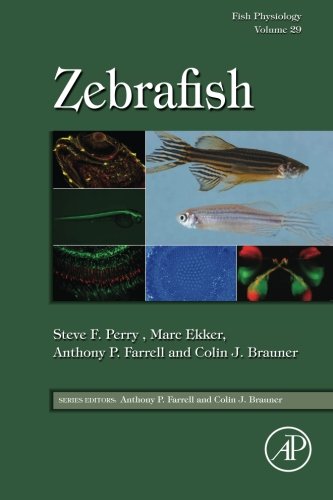 Fish Physiology: Zebrafish: Perry, Steve F.: 9780323281775: Books ...