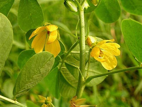 Plant House Live Cassia tora-Charota Medicinal Plant with POT ...