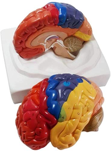 Buy Model Educational Model of Anatomy of the Human Brain, colorcoded 1 ...