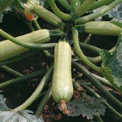 Amazon.com : Summer Squash/Zucchini Cavilli F1 Hybrid Vegetable & Herb ...
