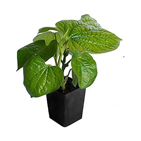 UGAOO Betel Leaf Magai Paan Plant with Self Watering Pot (6-12 Inch ...