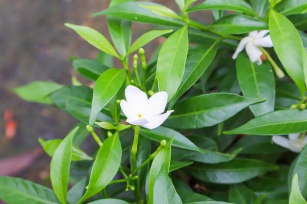 EDENGRAVY Tagar Mini Plant Crape Tabernaemontana divaricata Jasmine ...