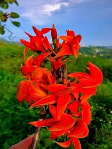 LEAF JIBON, Rare Red Palash "Butea Monosperma" Flame Of The Forest ...