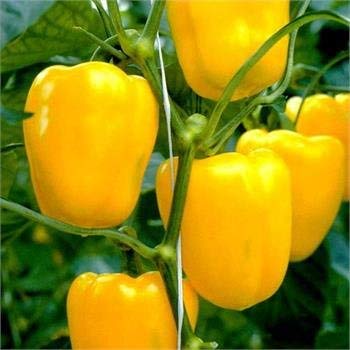 Creative Farmer Capsicum Yellow Organic F1 Hybrid Seeds : Amazon.in ...