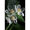Amazon.com : MITRAEE Skeleton Flower Seeds : Patio, Lawn & Garden