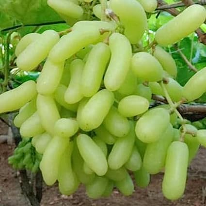 COLLECTION ITEM Seedless Lomba Angoor Sweet Green Grape Fruit Air ...