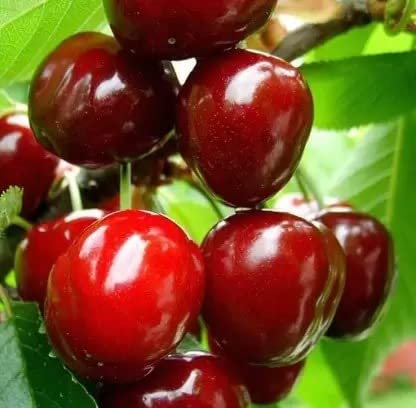 Cloud Farm Live Cherry Fruit/Barbados Cherry/Sweetheart cherry 1 ...