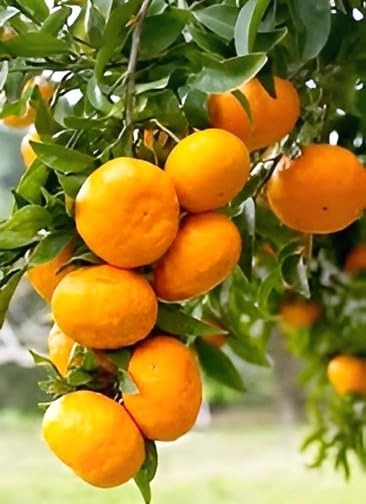 PAJUSDYASI-Sweet ''Orange Bhutani Chataki Fruit'' Variety Santra ...