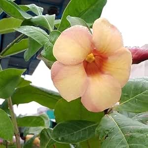 Red allamanda flower plants 1 Live plant : Amazon.in: Garden & Outdoors