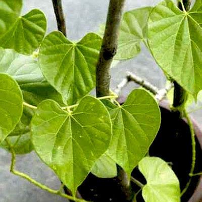 Mphmi Giloy, Gulvel - Plant : Amazon.in: Garden & Outdoors