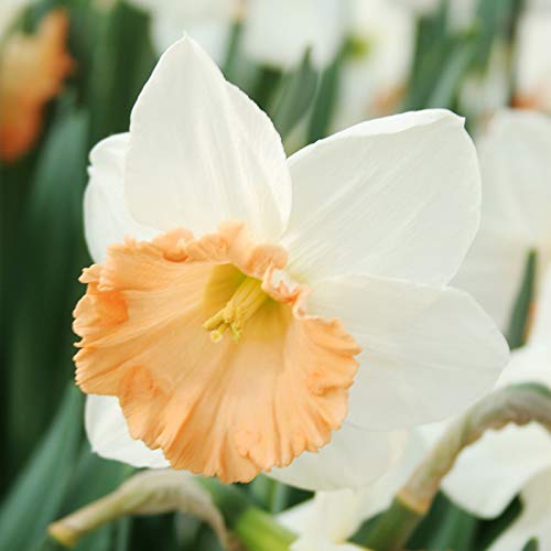Amazon.com : British Gamble Daffodil Flower Bulbs - 5 Bulbs per Pack ...