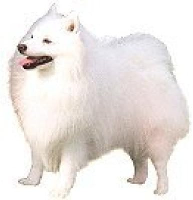 Amazon.com : Japanese Spitz Sticker-Decal : Patio, Lawn & Garden