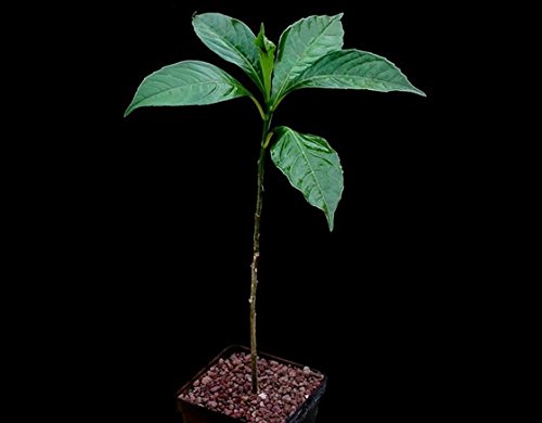 Buy Kalpavriksha, Baobab Plant Tree 3 Feet (height) Online at Low ...