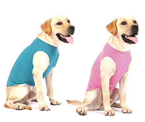 Clothes for Pitbulls – The 15 best products compared - Wild Explained