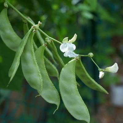 Creative Farmer Vegetable Seeds Amara, Avara Seeds - Dolichos Beans ...