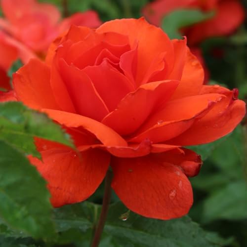 Amazon.com : Heirloom Roses Rose Plant - Nelson Mandela Orange Rose ...