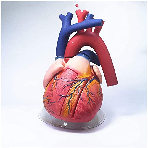 Anatomy Model 4x Enlarged Human Heart Anatomical Model Anatomically ...