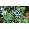Amazon.com : Jewel Blueberry Plants (2-Pack) - Live Berry Bush 5-8 ...