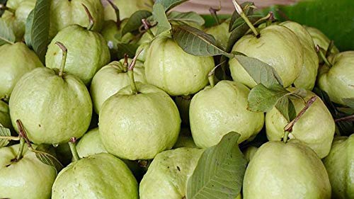 Golden Hills Farm Giant Thailand Guava Seeds Thai Guava Fruit 100 seeds ...