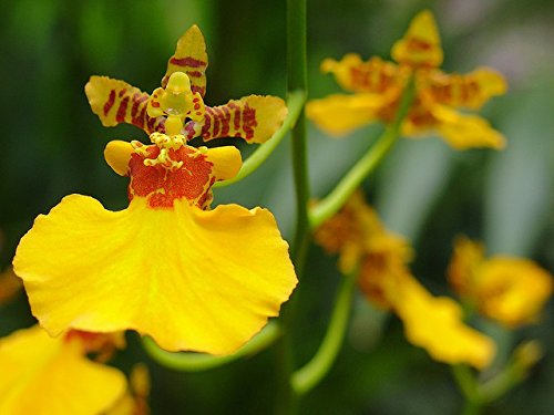 ONCIDIUM LIVE ORCHID PLANT - DANCING GIRL [without flower] : Amazon.in ...