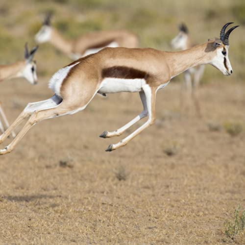 Amazon.co.jp: Revoevolution : David & Lisa: Digital Music