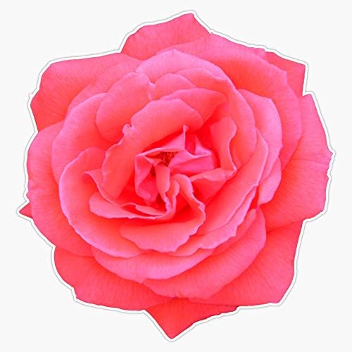 Amazon.com: America Rose Sticker Bumper Sticker Vinyl Decal 5" : Automotive