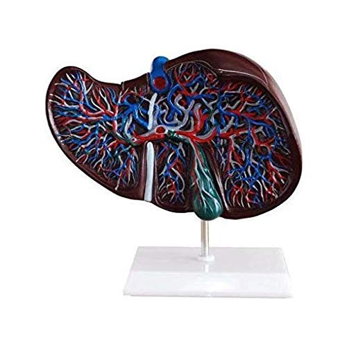 Buy Whp Human Life Size Liver, Human Liver Simulation Model Medical ...