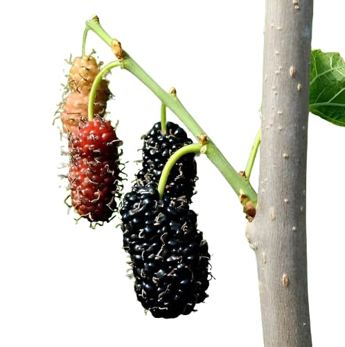 Plant Ropan Real Live Mulberry Shahtoot All Time Variety Fruit Live ...