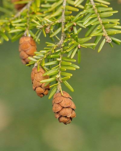 Amazon.com: Photograph of Canadian Hemlock Cones - Fine Art Nature ...