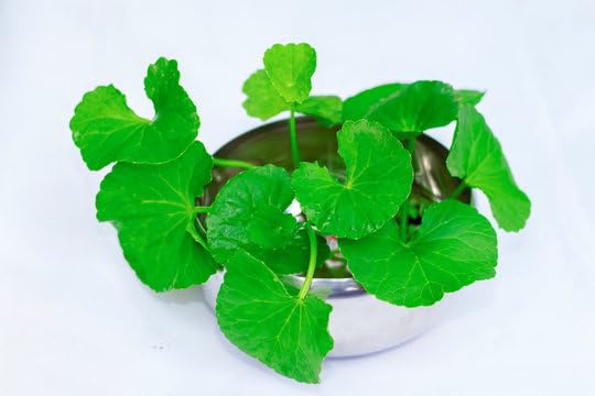 Centella asiatica live plant,Madichine Plant,thalkudi live plant For ...
