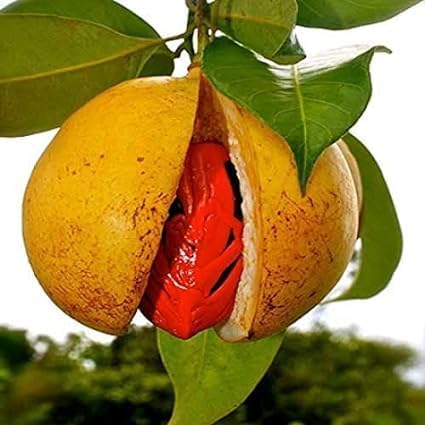 Nutmeg Live Plant (Jaifal/Javitri/Jaiphal/Myristica Fragrans) Dual ...