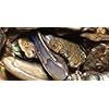 New Zealand Paua Abalone Shell - Natural Polished Tumbled Sea Shell ...