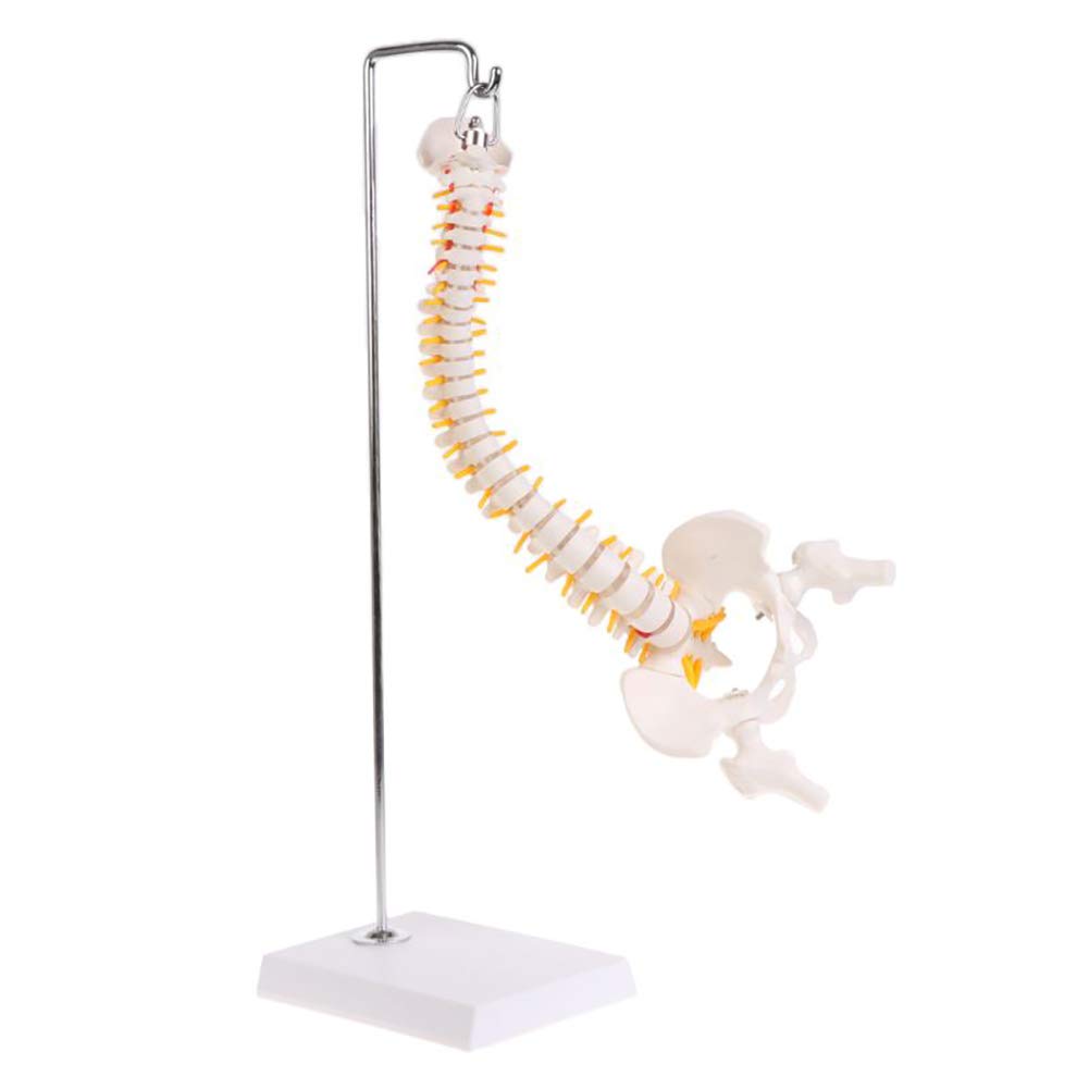 Buy INEBIZ 45Cm Flexible Columna Vertebral Humana Curva Lumbar Modelo ...