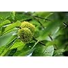 Amazon.com : Zaylee Garden 5 Dunstan American Chestnuts Tree Seeds ...