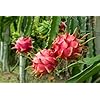 Amazon.com : Red Dragon Fruit Plant Pot, 3 Gallon Pot, Live Dragon ...