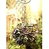 Amazon.com : homozy 4Pcs Rustic Ball Metal Cactus Planter Wire Wreath ...